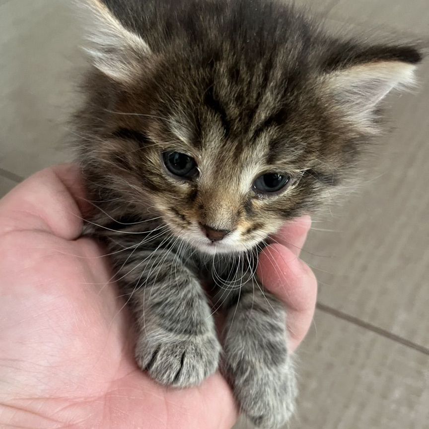 Котёнок в добрые руки