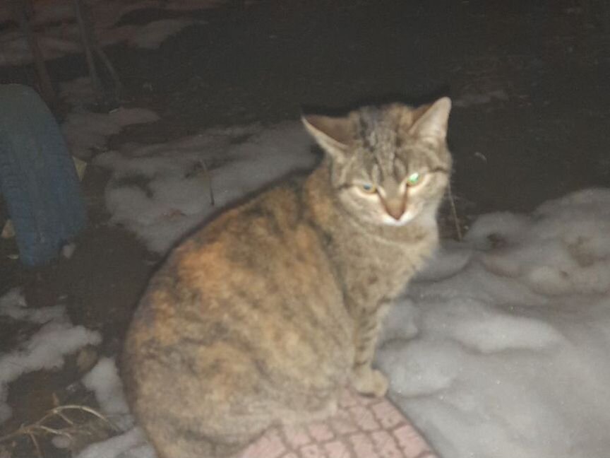 Кошка нужна стерелизация