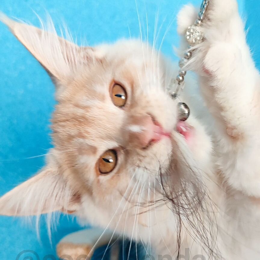 Котенок мейн кун Deyneris