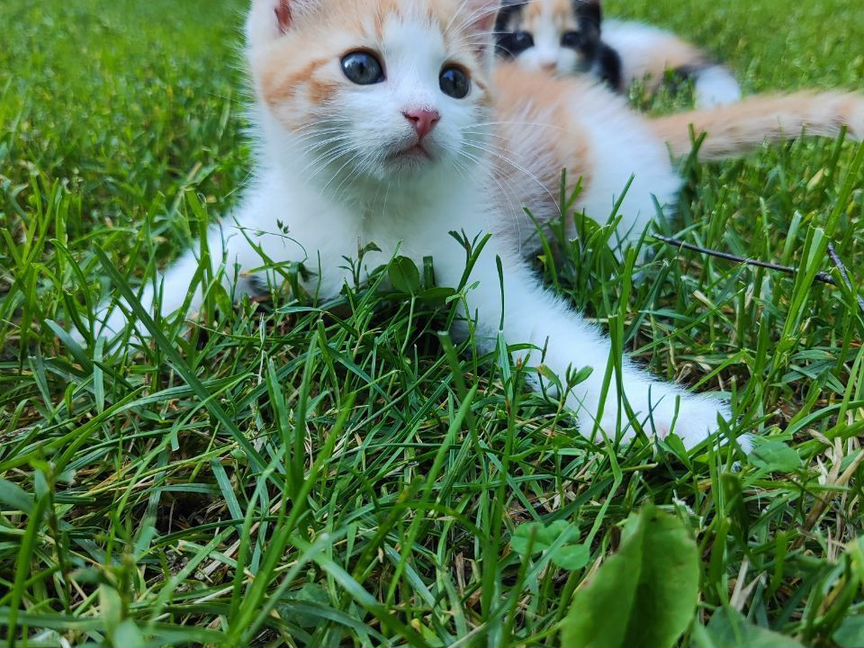 Милейшие котята (возраст около 2 месяцев)