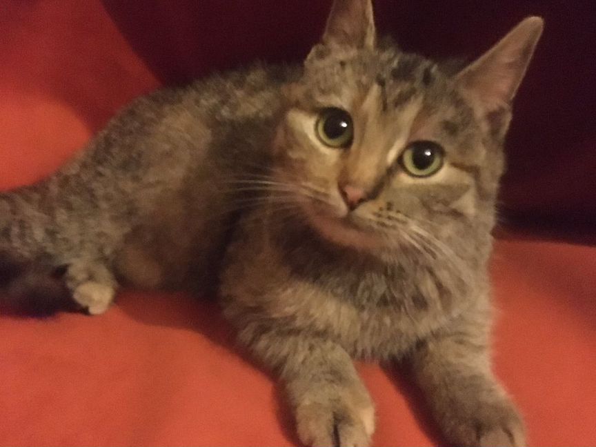 Невероятно ласковая кошечка