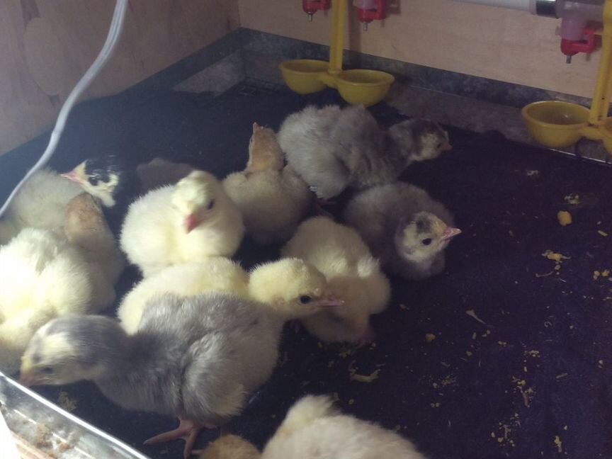 Индюшата суточные