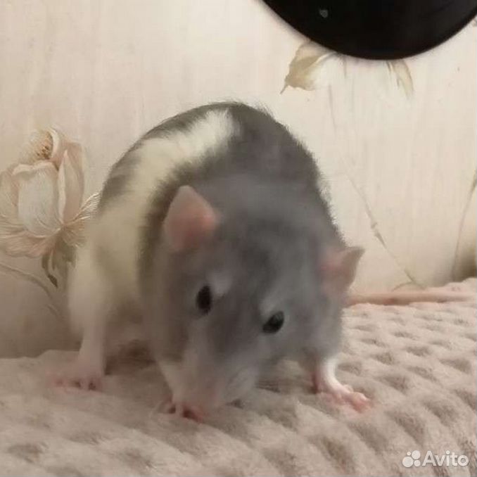 Продам белую и голубую крысу