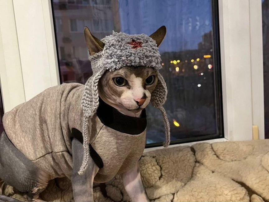 Шапка для собаки и кошки