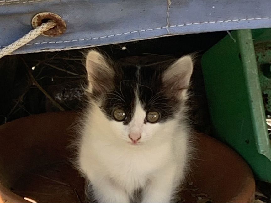 Отдам коят в добрые руки