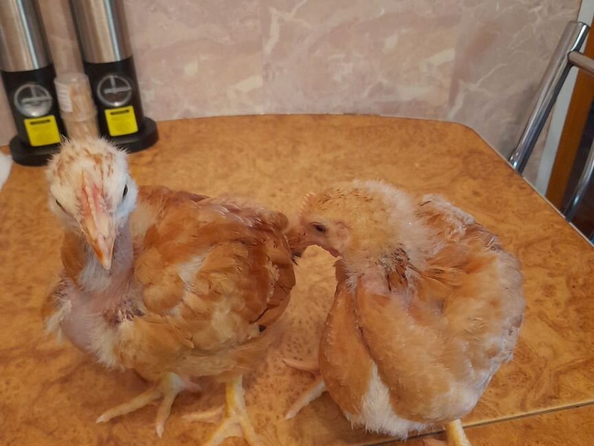 Цыплята цветной бройлер