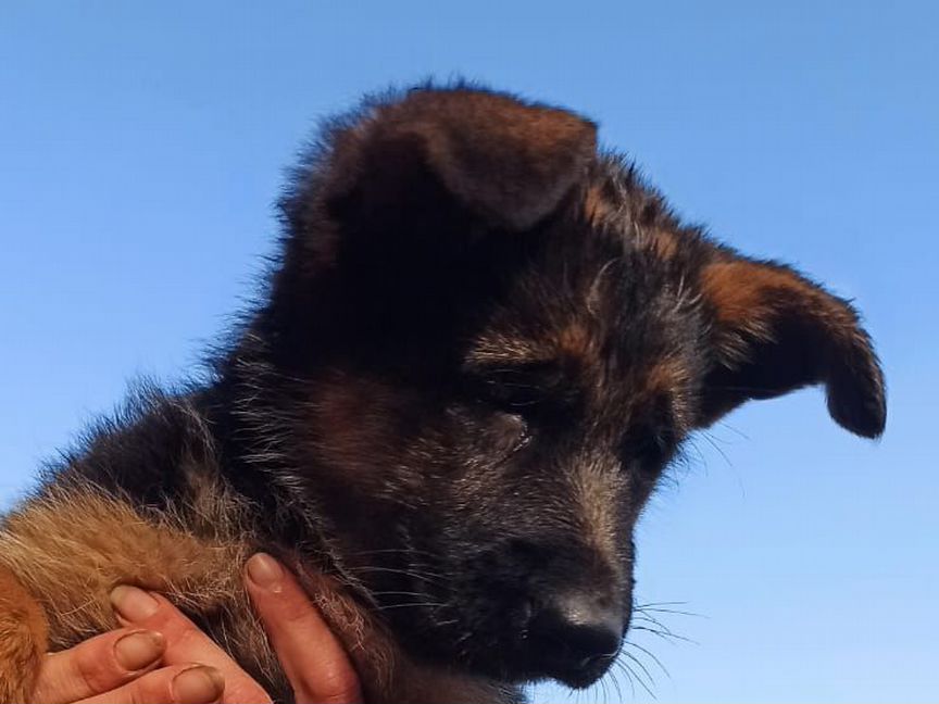 Щенки немецкой овчарки