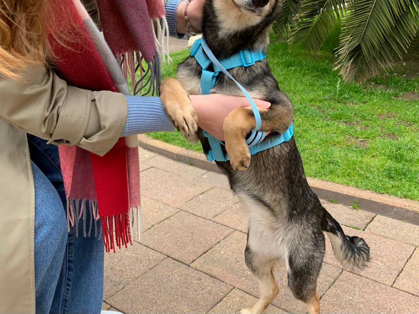 Габби 2 щенок с космическими глазами в добрые руки