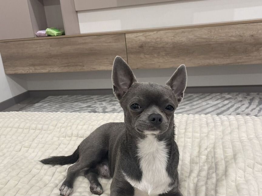 Вязка чихуахуа мальчик