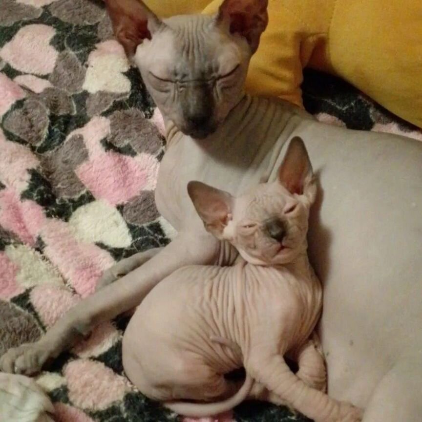 Донской сфинкс