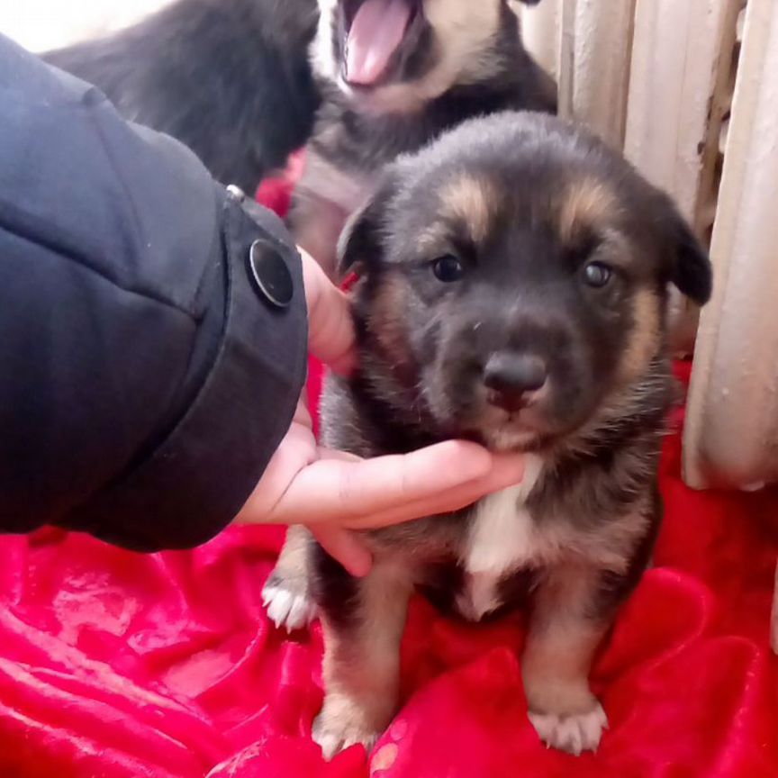 Щенок в добрые руки