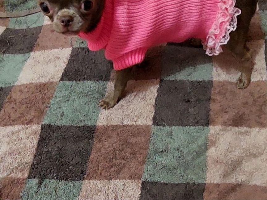 Подрощенные лиловые красотки