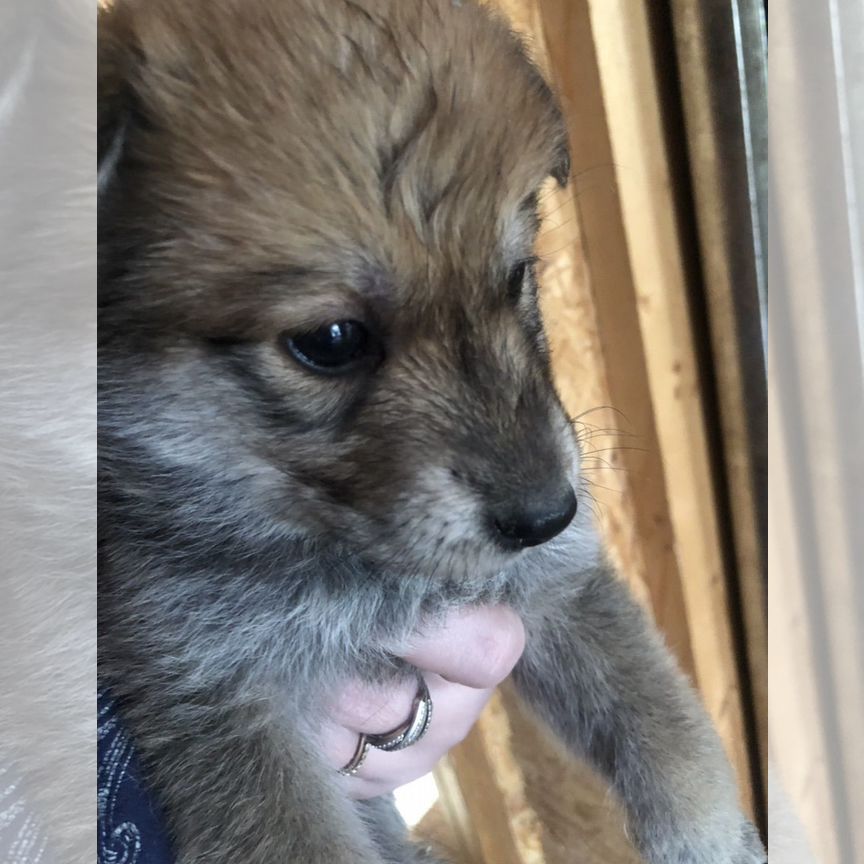 Щенки немецкой овчарки