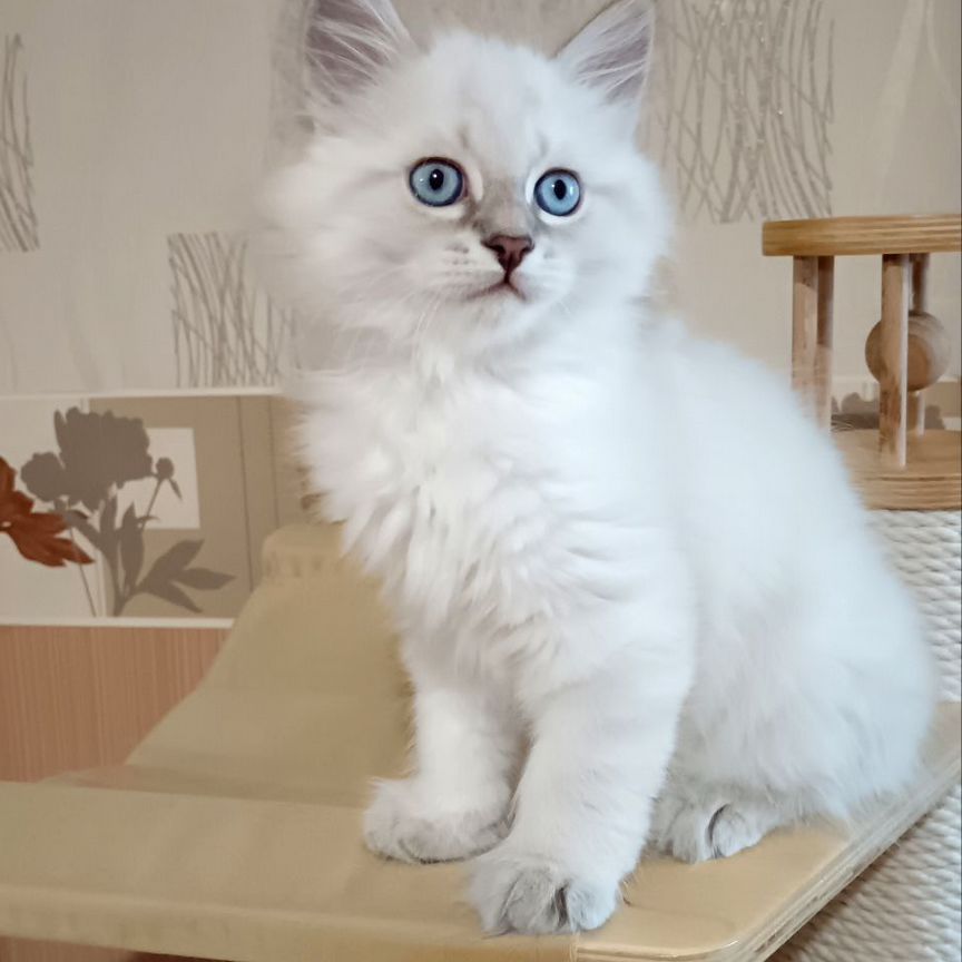 Невский маскарадный котёнок