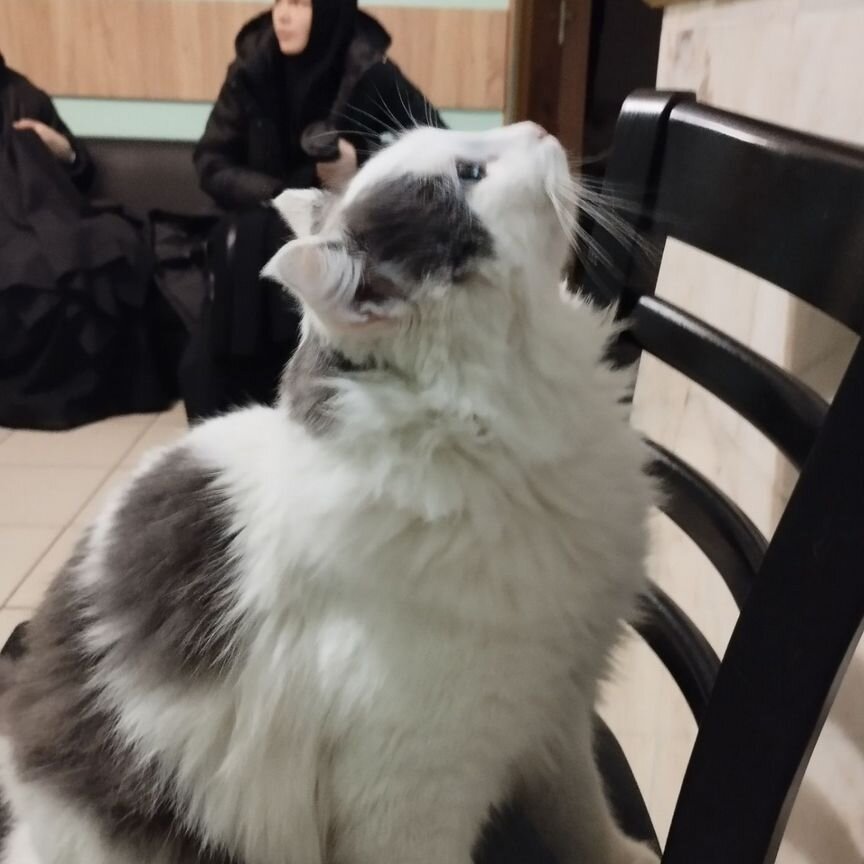 Взрослый кот в добрые руки