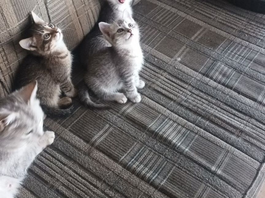 Котята в добрые руки