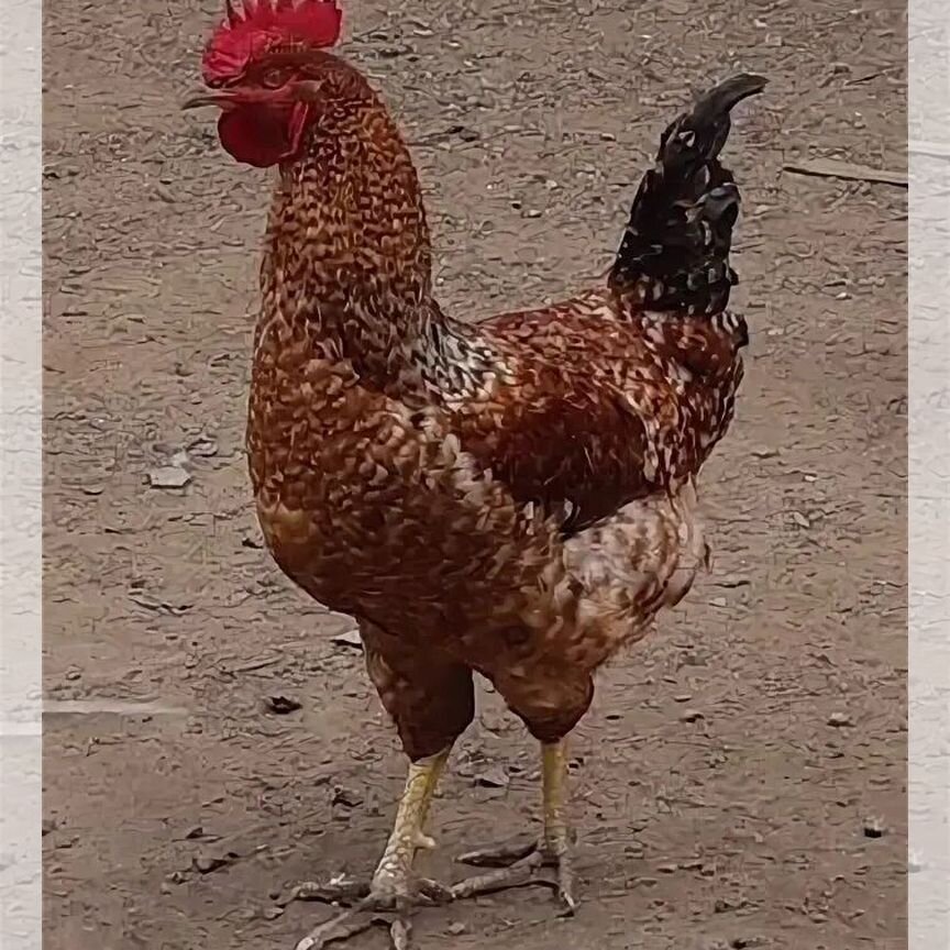 Петух породы Доминант