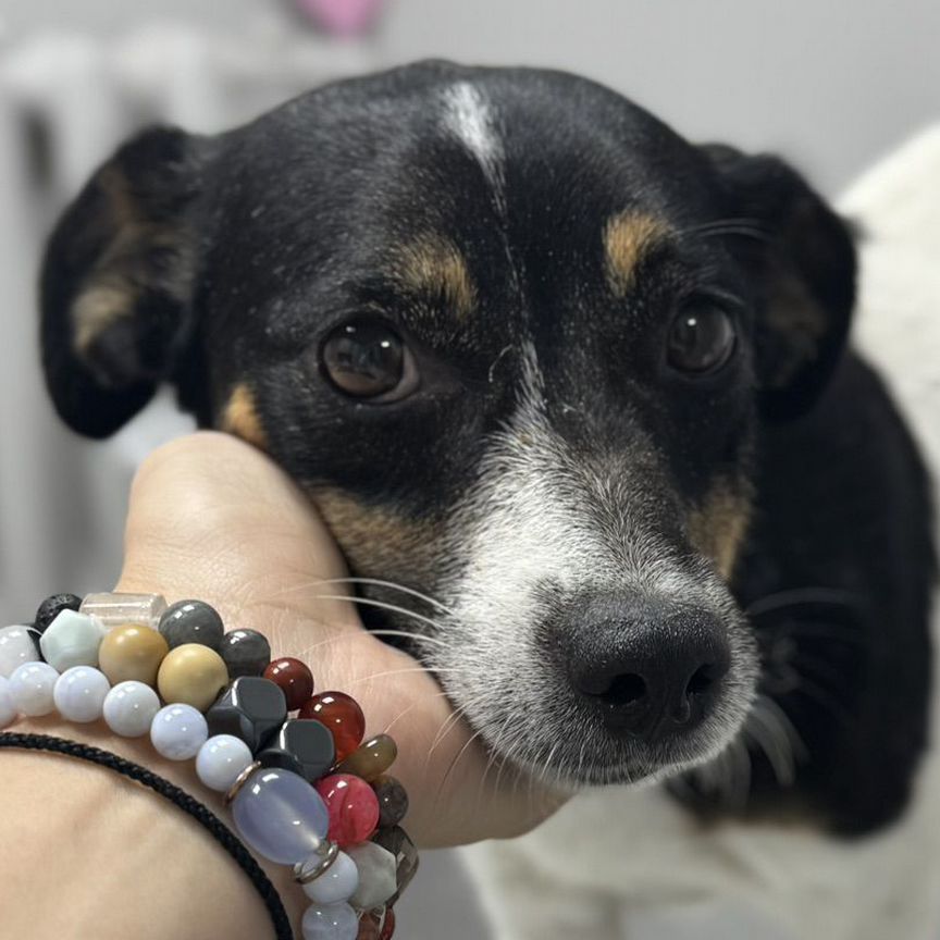 Взрослая собака в добрые руки