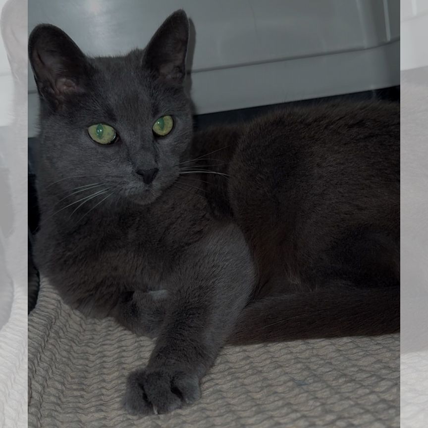 Русская голубая кошка, взрослая