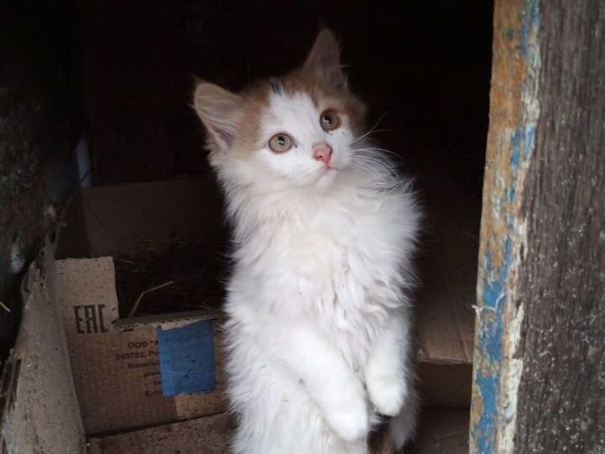 Котята замерзают на улице
