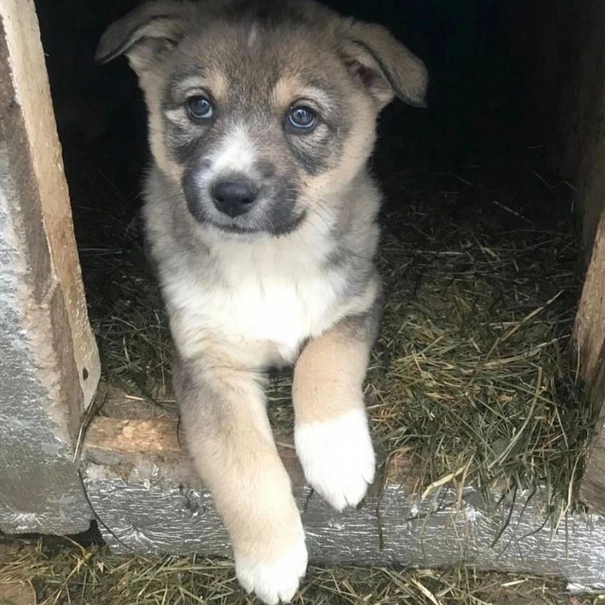 Щеночек замерзает на улице
