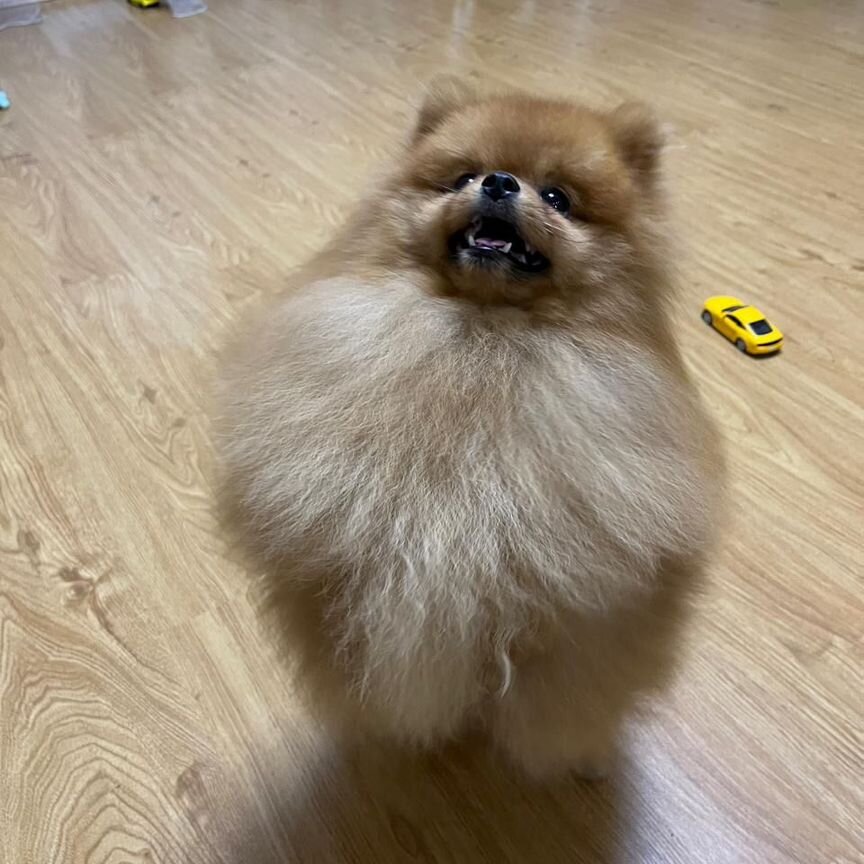 Померанский шпиц мини