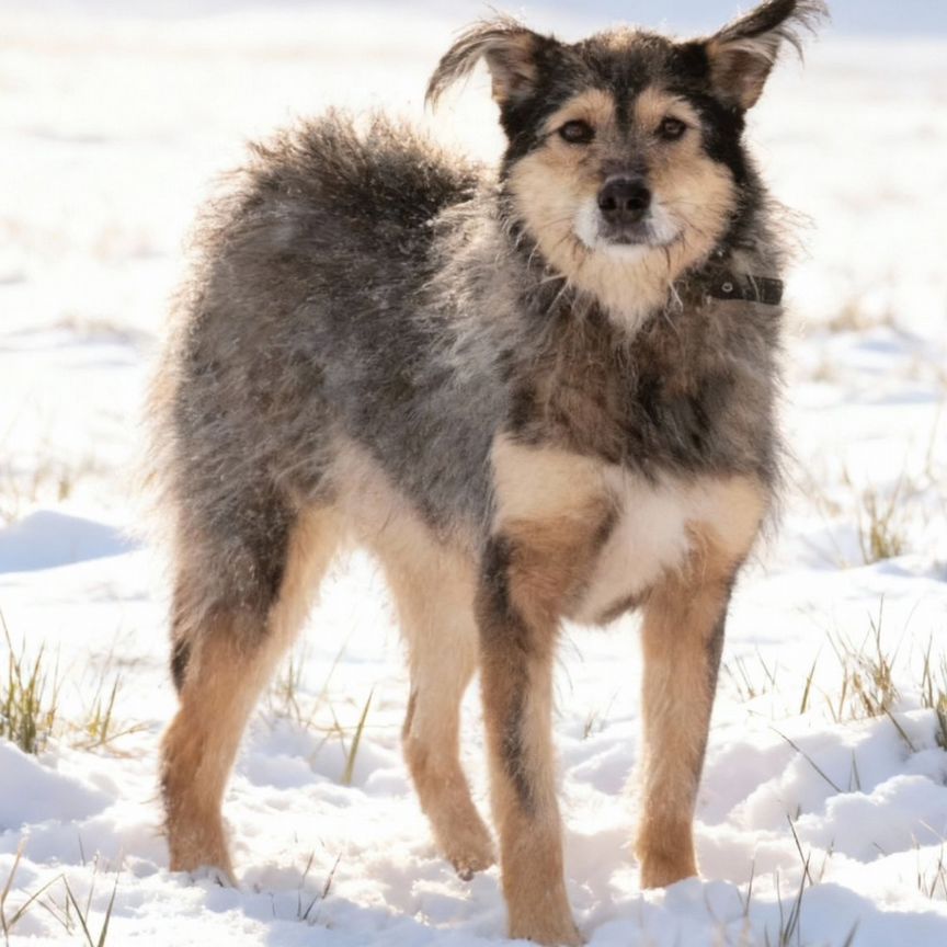 Взрослая собака в добрые руки