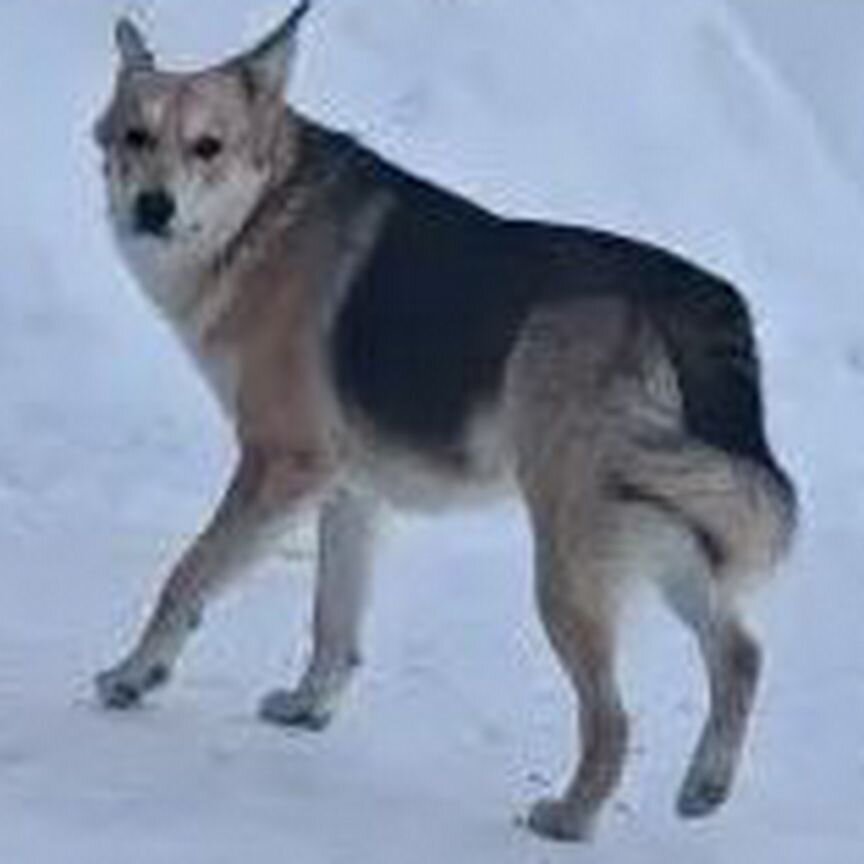 Взрослый пёс в добрые руки