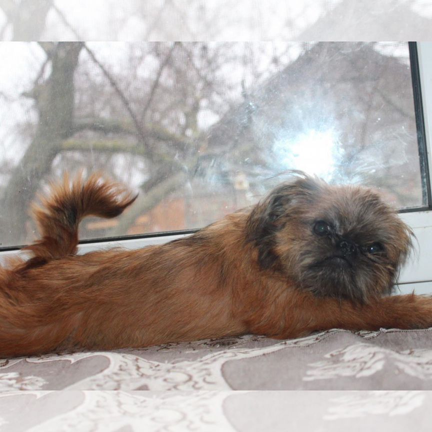 Брюссельский гриффон, щенок