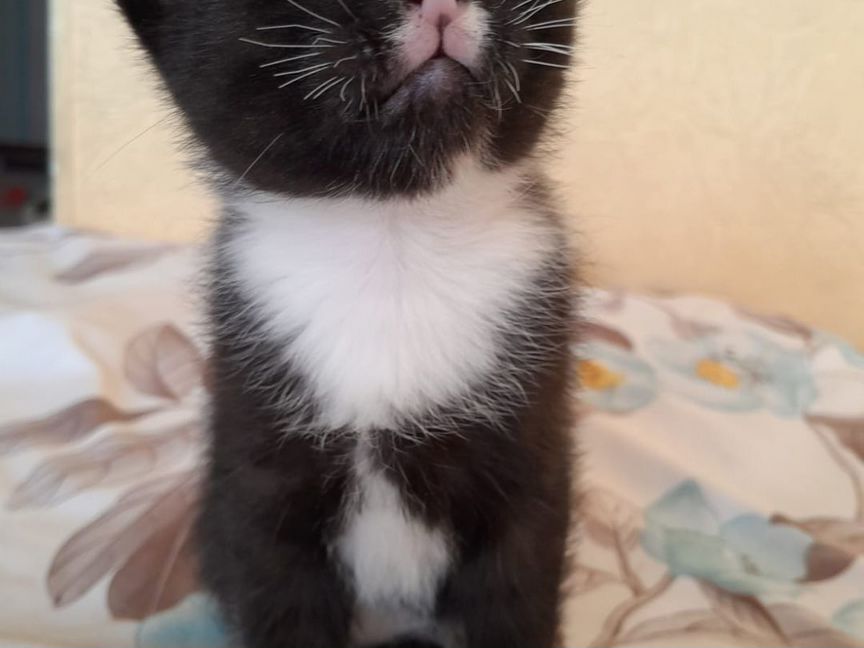 Котята в добрые руки 2 р