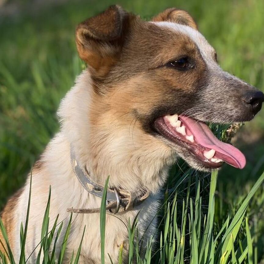 Маленький кобель ищет дом