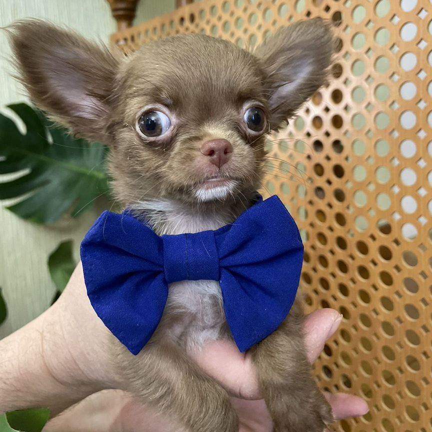 Чихуахуа миничишечки мальчишечки