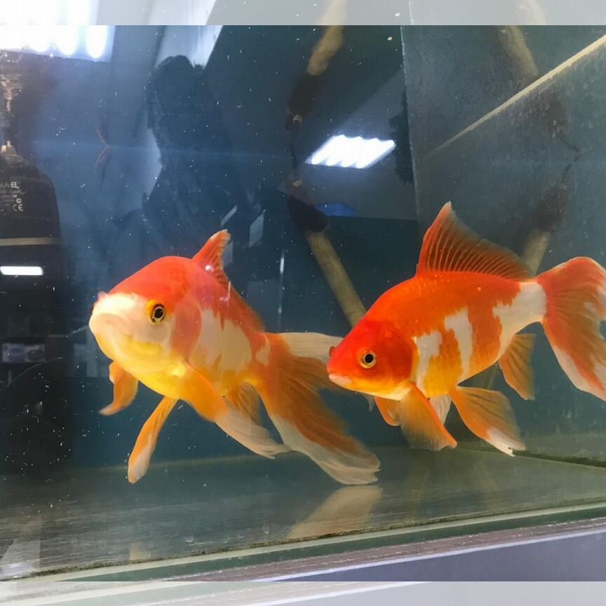 Золотая рыбка Комета