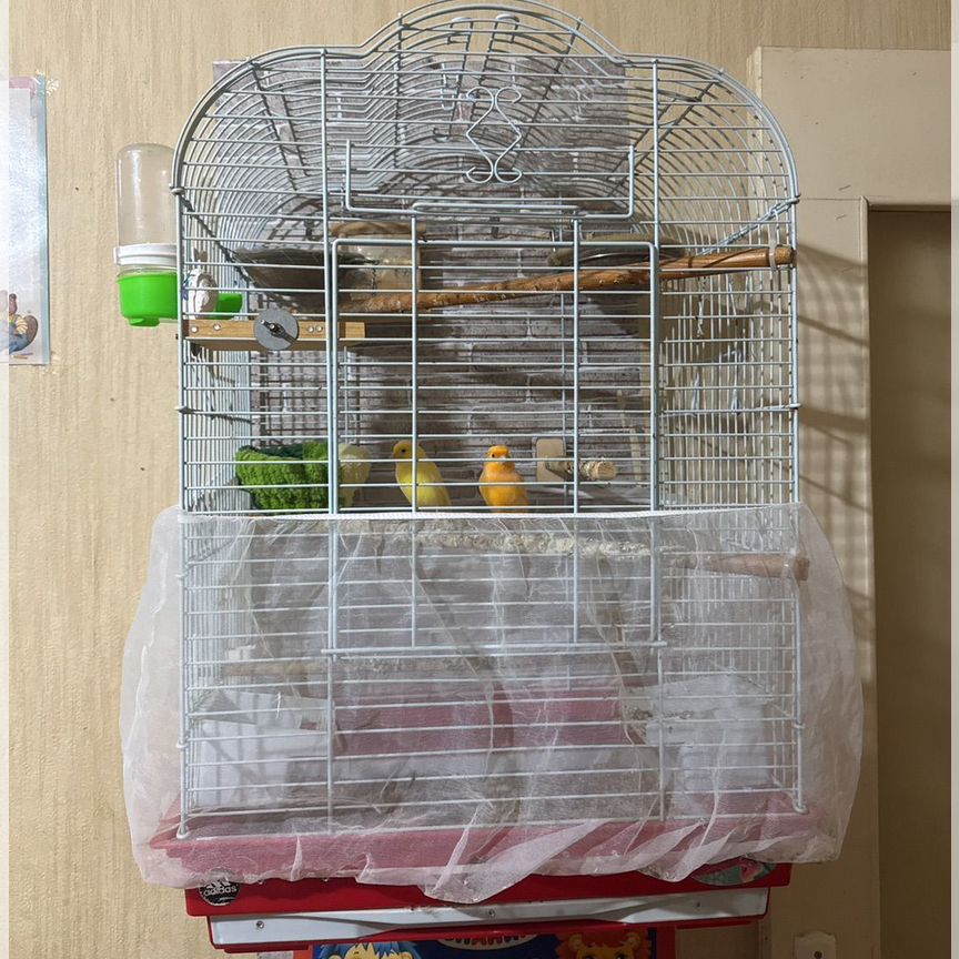 Кенара и канарейки