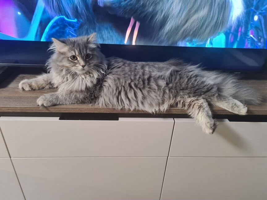 Сибирская кошка в добрые руки