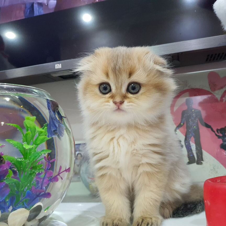 Котята золотая шиншила