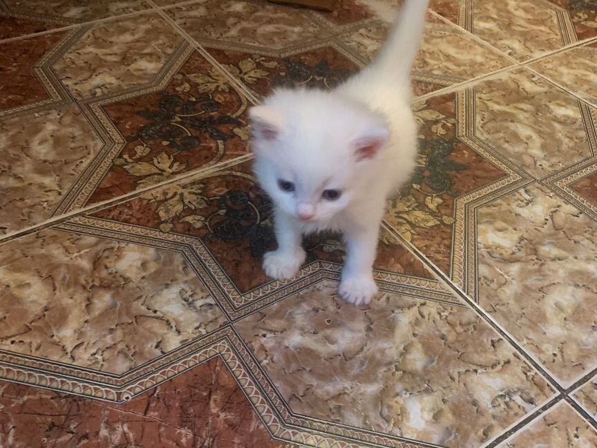 Кошки