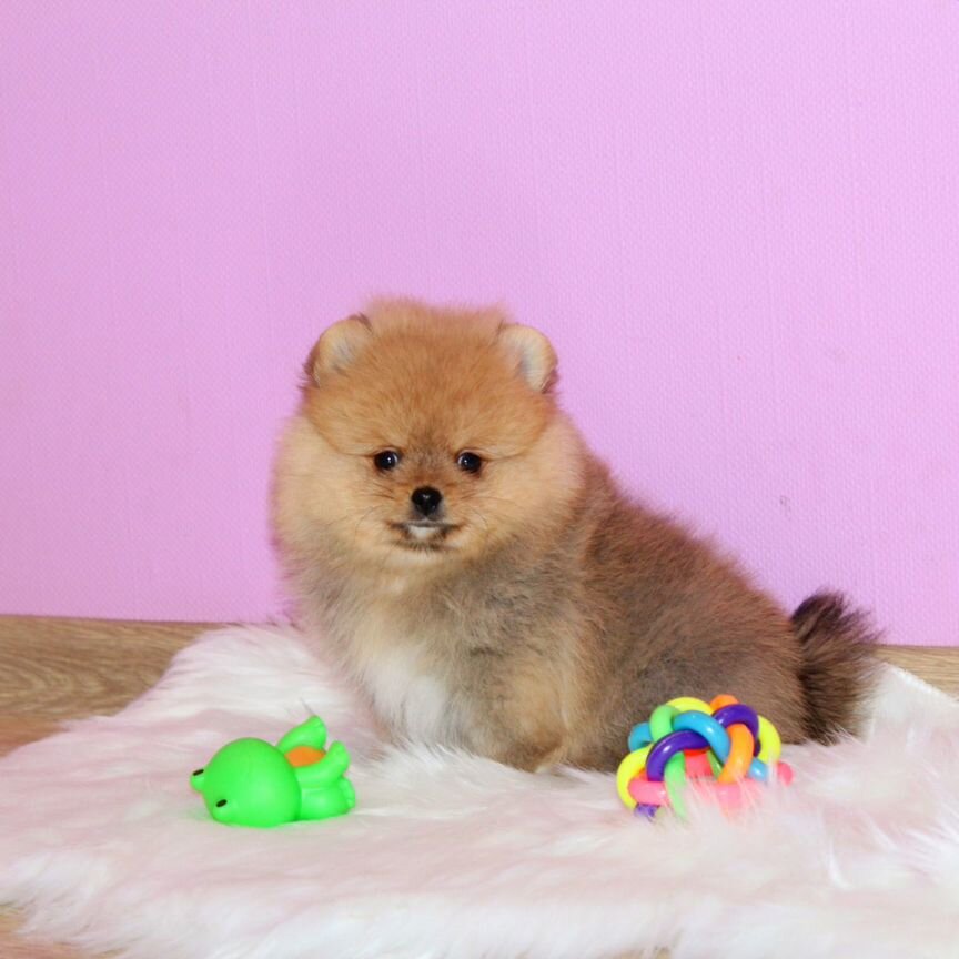 Шпиц девочка