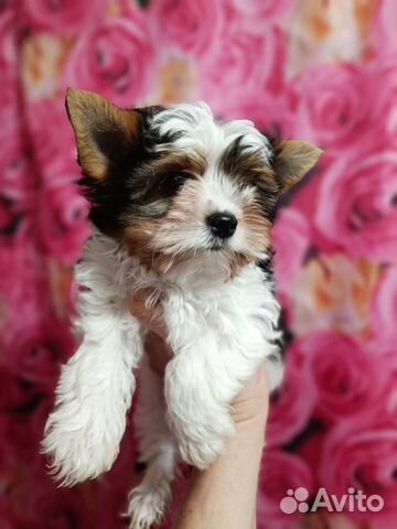 Бивер малыш