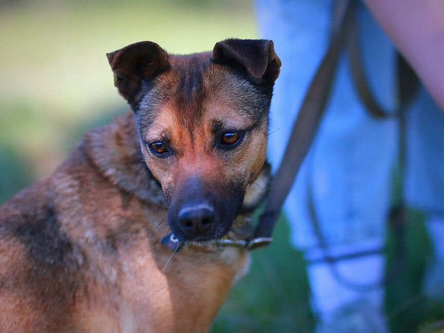 Нежная Эльба в поисках дома