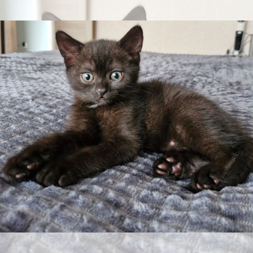 Котёнок в добрые руки
