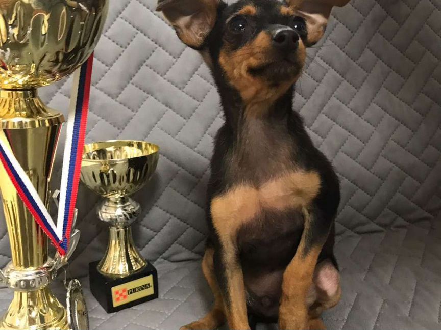 Русский той-терьер