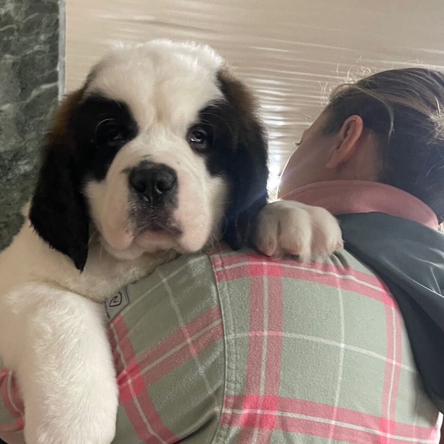 Сенбернар, щенок