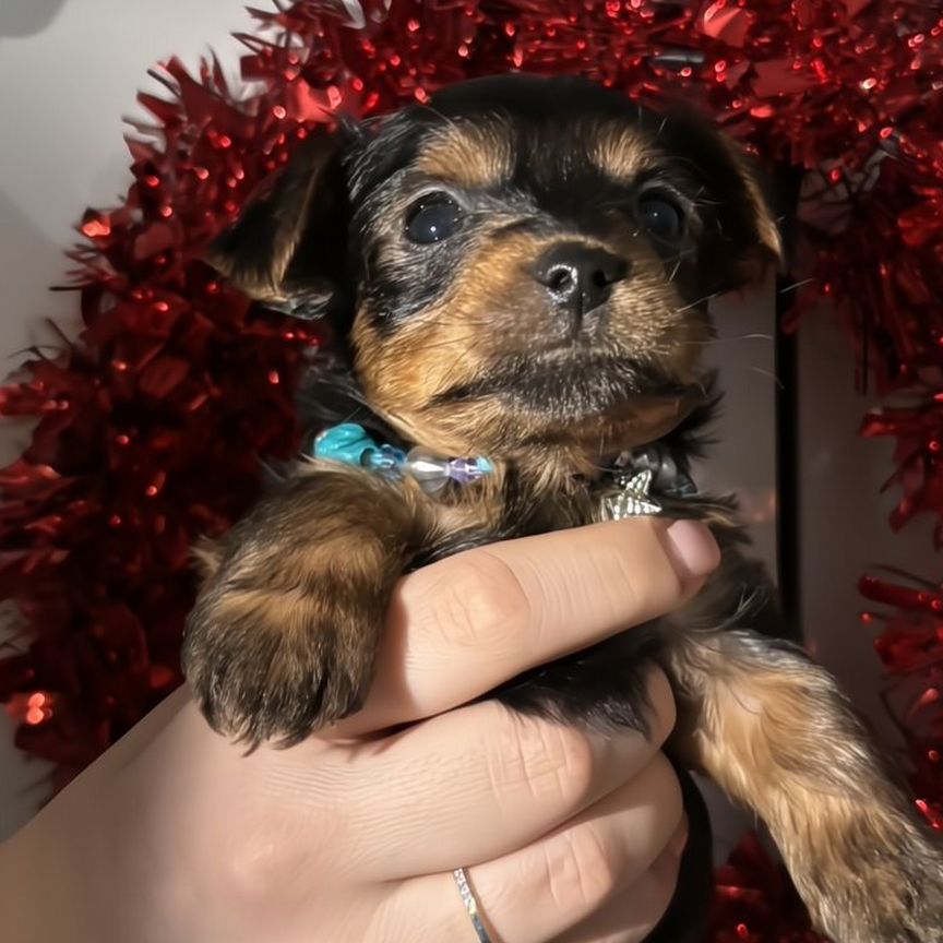 Йоркширский терьер, щенок