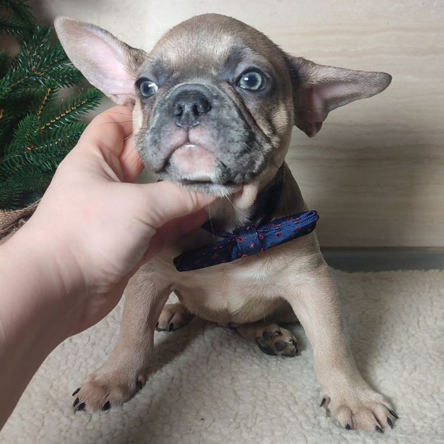 Французский бульдог, щенок