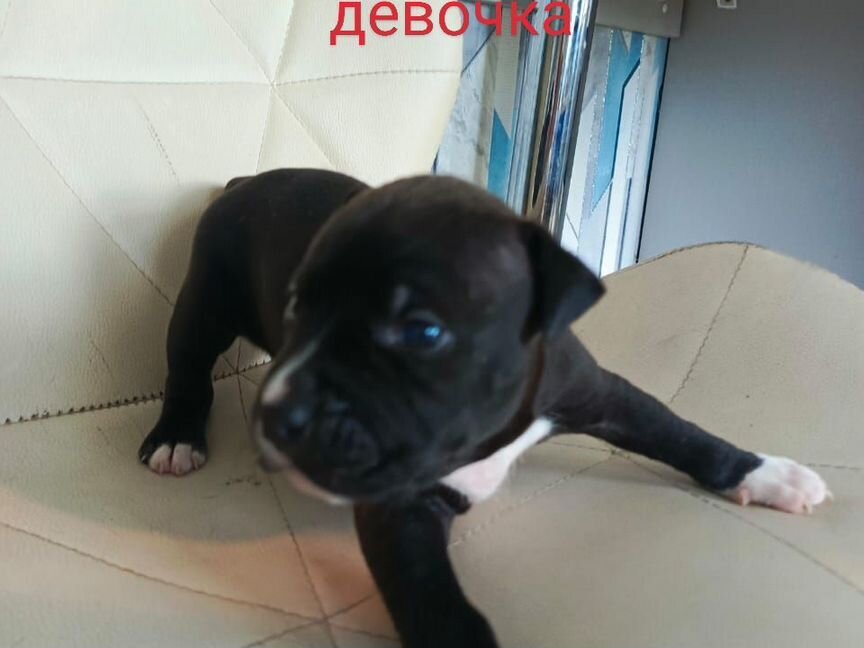 Стаффордширский терьер щенки щенок