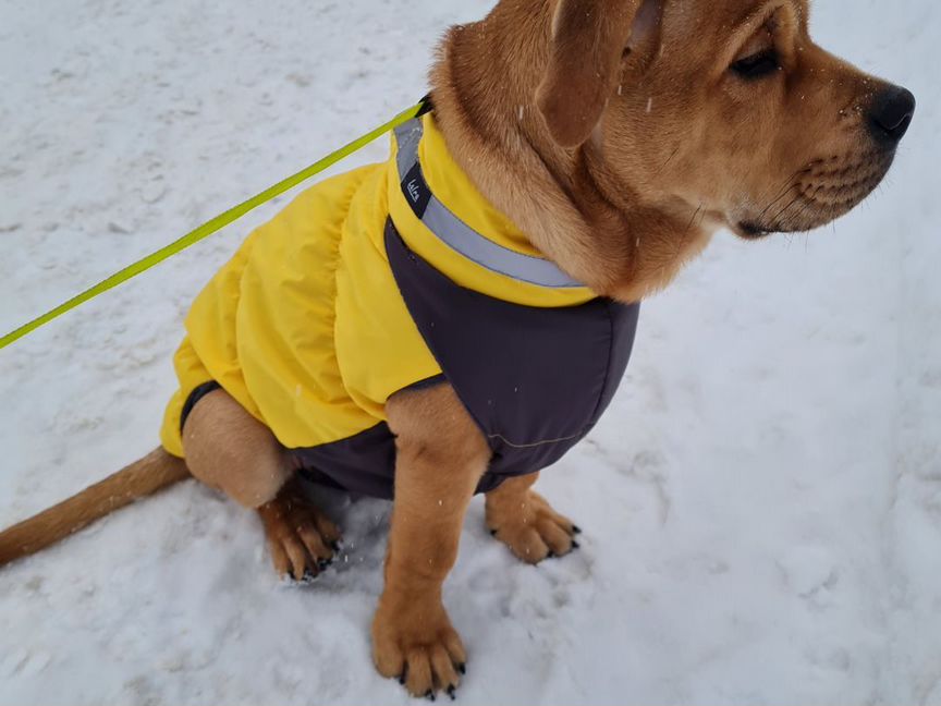 Жилет для средних собак (самец)