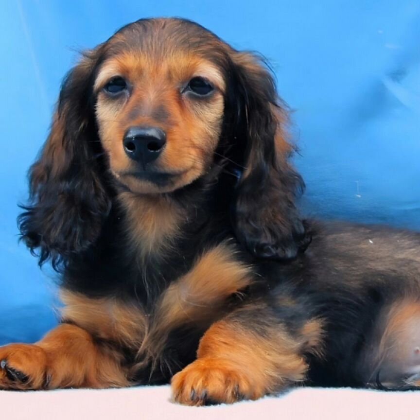 Кроличья длинношерстная такса. Мальчик