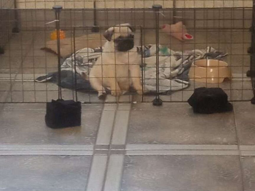 Мопсик щенок мальчик