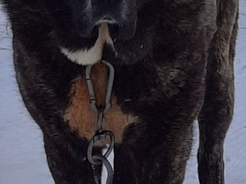 Среднеазиатская овчарка(сао)